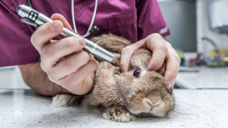 10 Tips to Avoid Animal Testing in Science - Viral Kaboom