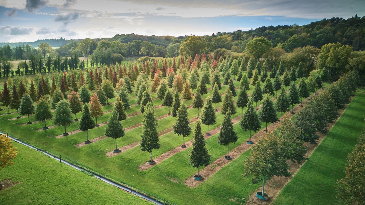 Embrace the Shade: Tree-Focused Landscaping Strategies for Comfort and ...